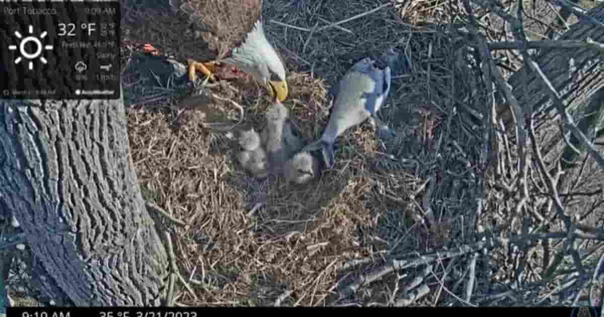 Watch Live: Baby Eaglets - Bored Hoard