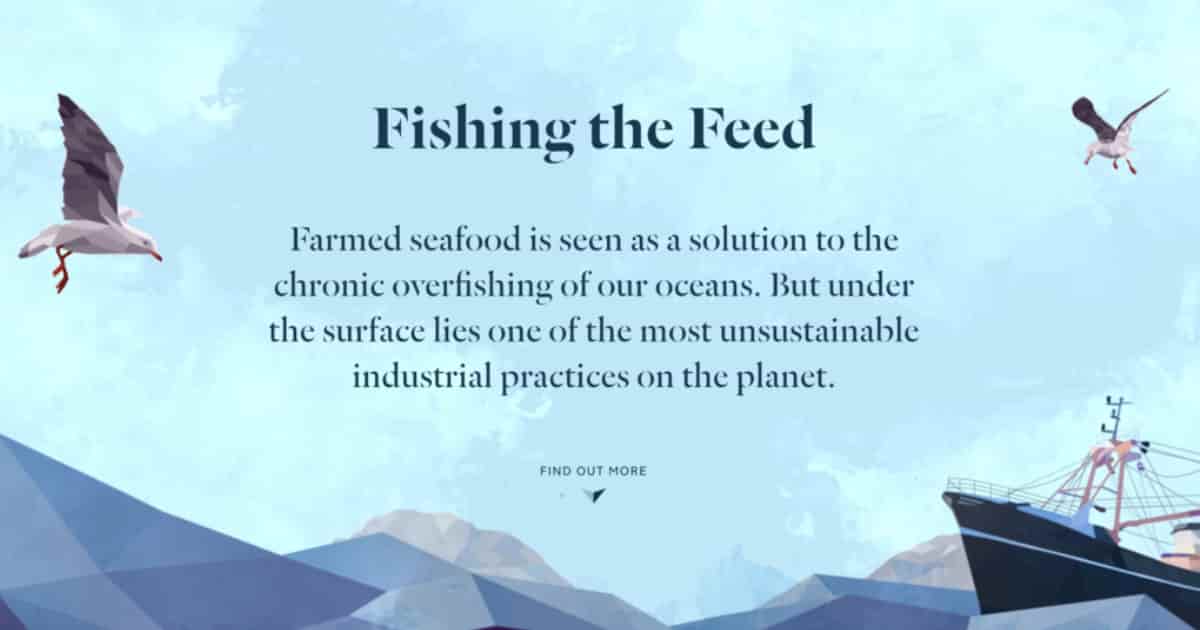 Fishing the Feed - Bored Hoard
