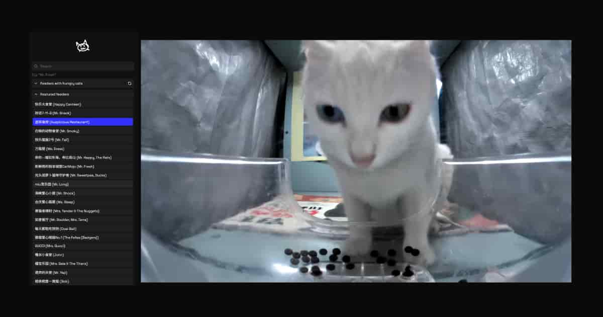 Meow Camera - Bored Hoard