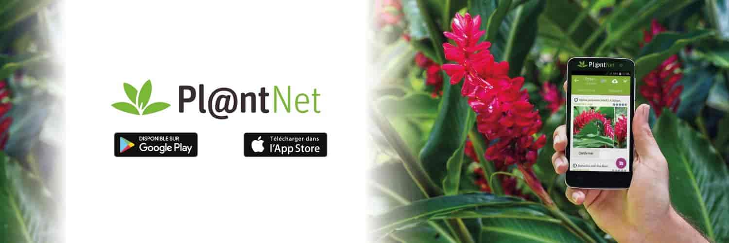 Plantnet - Bored Hoard